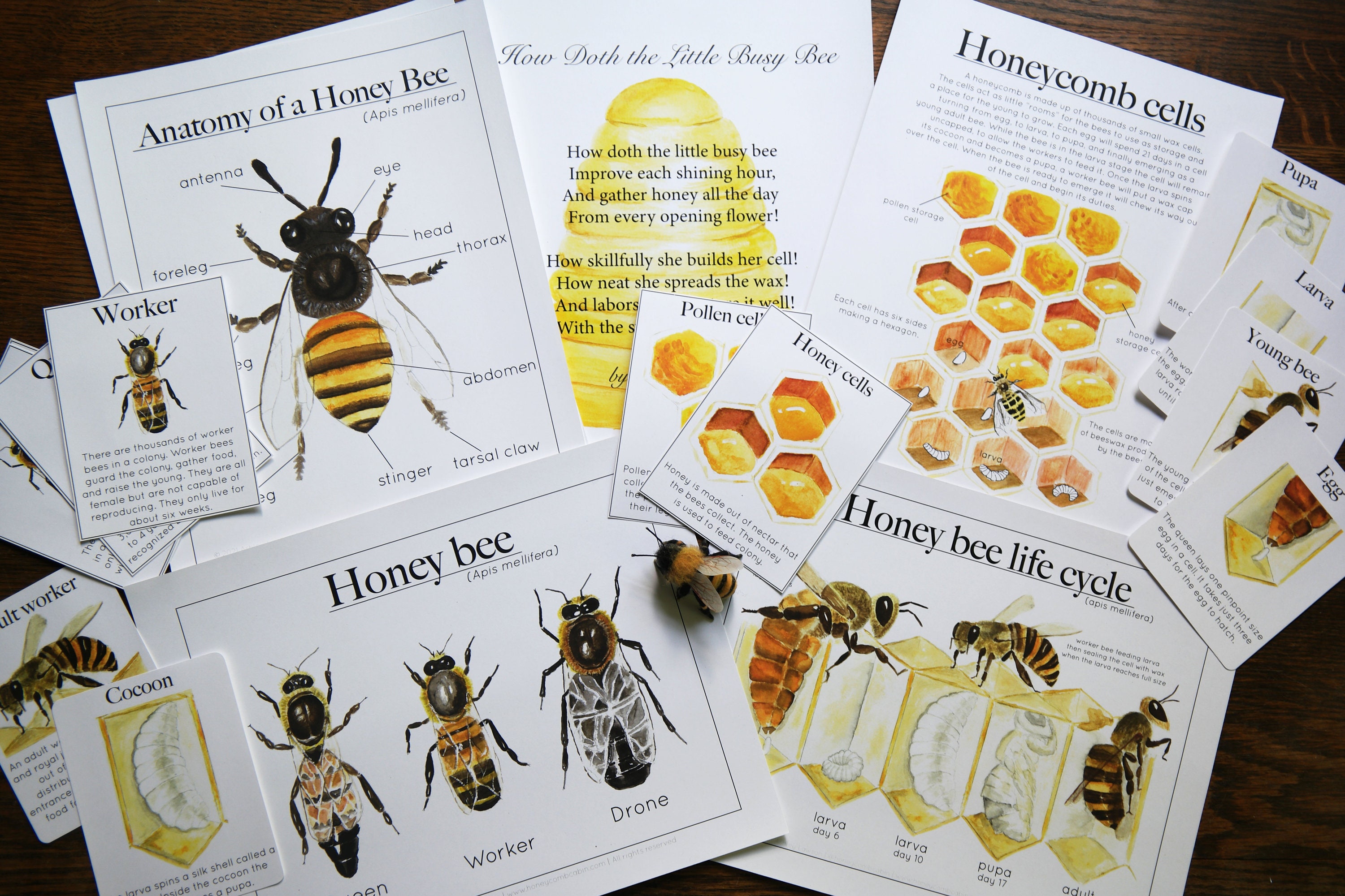 Honey Bee Bundle Nature Study Charlotte Mason Homeschool | Etsy UK