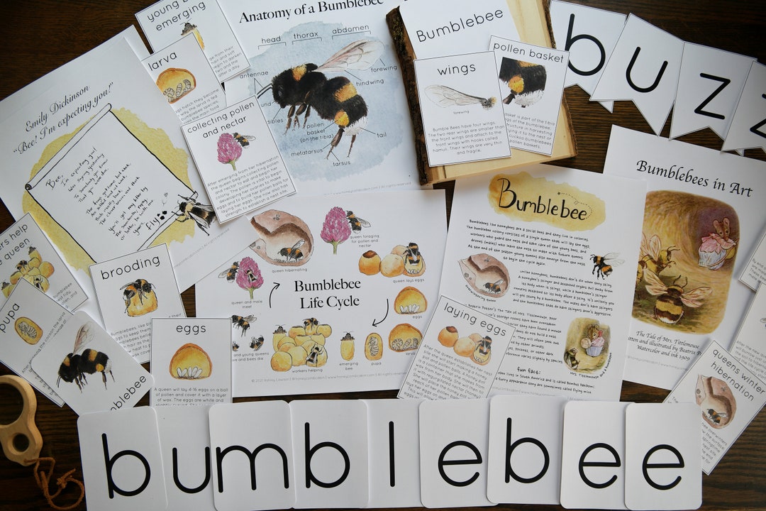 Bumblebee Bundle | Charlotte Mason Nature Journal Educational Printable ...