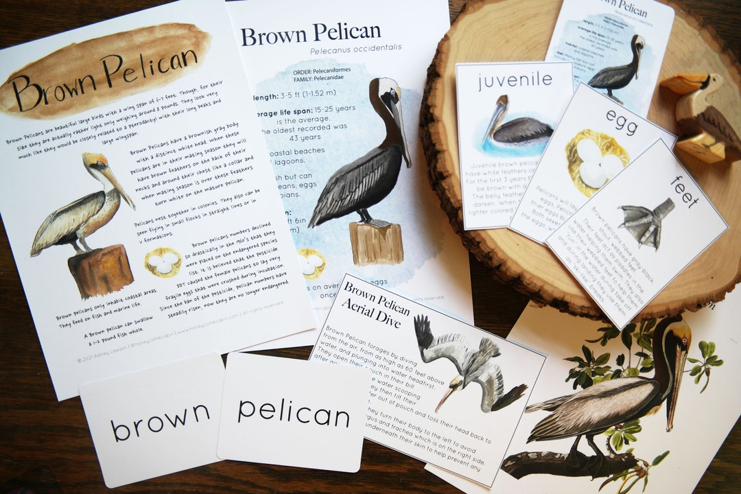 Brown Pelican Educational Printable Set | Charlotte Mason Nature ...