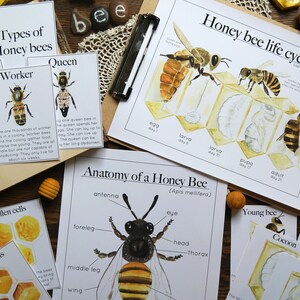 Honey Bee Bundle Nature Study Charlotte Mason Homeschool Printable ...