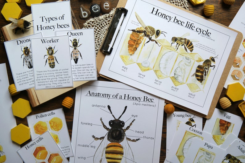 Honey Bee Bundle Nature Study Charlotte Mason Homeschool | Etsy UK