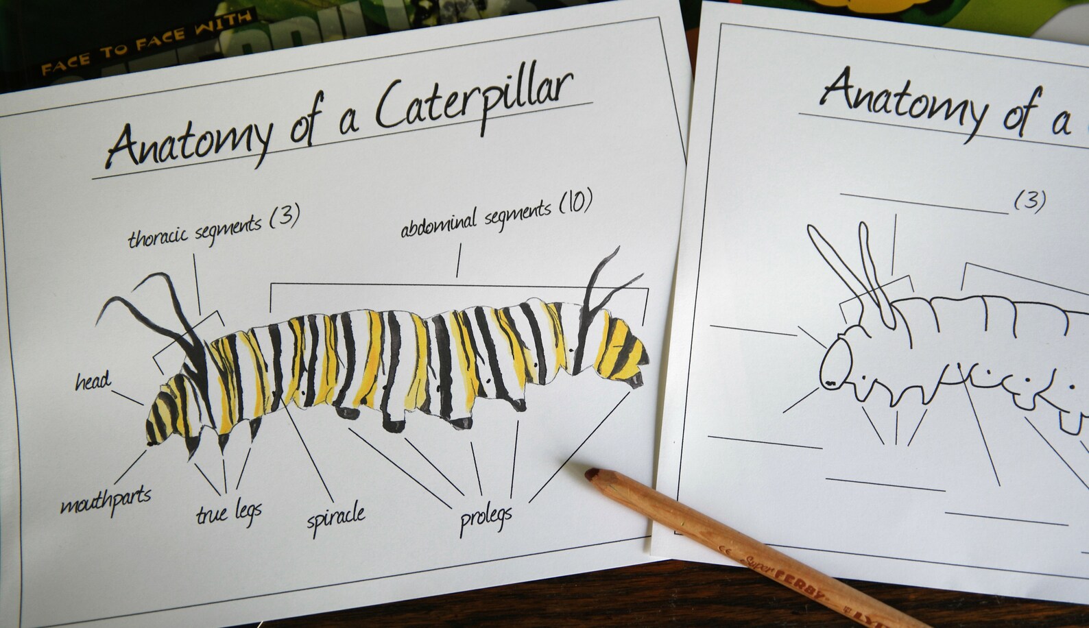 Anatomy of a Caterpillar Mini-poster and Printable | Etsy