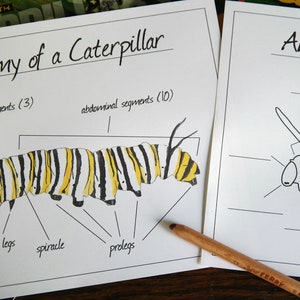 Anatomy of a Caterpillar - Mini-poster and Printable - Etsy