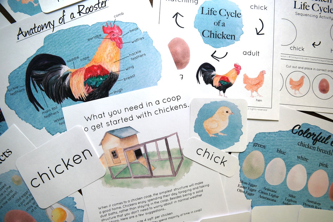 Chicken Study Bundle | Nature Study Charlotte Mason Homeschool ...
