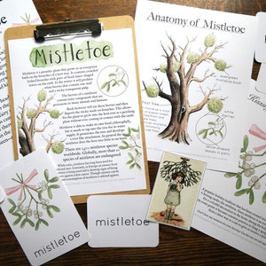 Mistletoe Investigation Set | Homeschool Educational Charlotte Mason ...