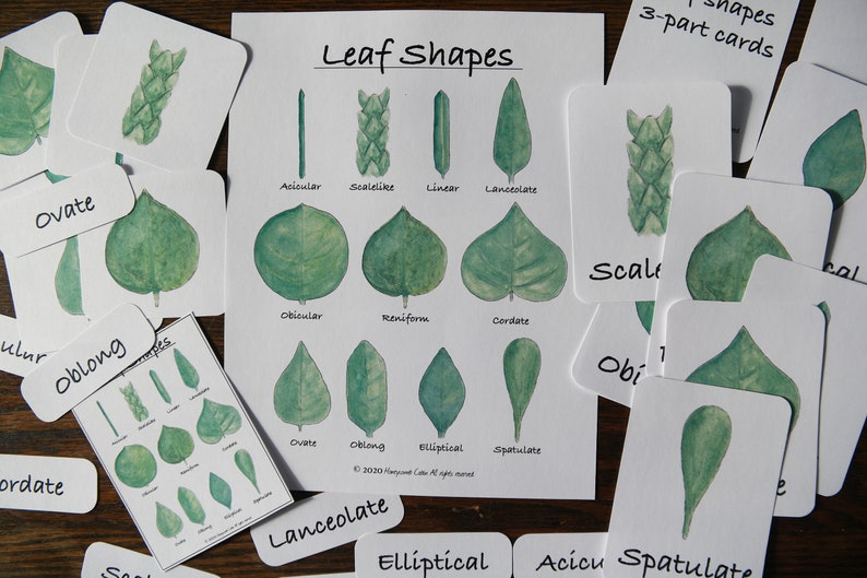 Leaf Bundle Charlotte Mason Leaves Homeschool Nature Study | Etsy