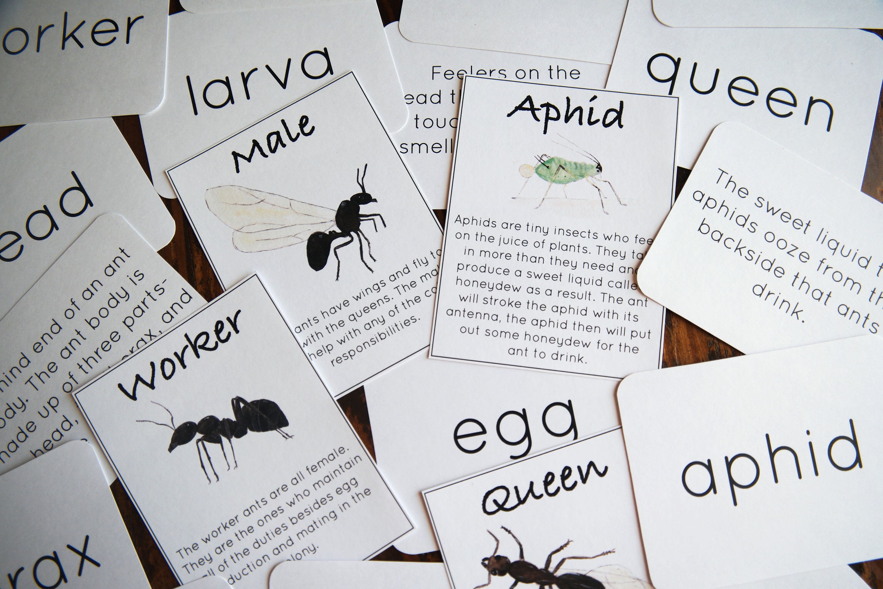 Ant Vocabulary Cards - Etsy UK