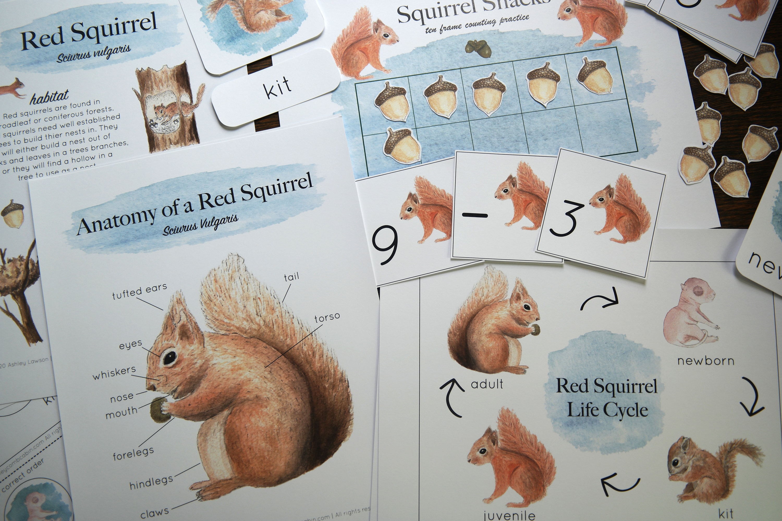 Squirrel Learning Bundle Charlotte Mason Homeschool Autumn - Etsy