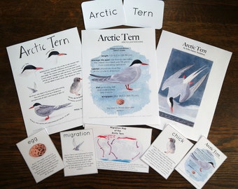 Arctic Tern Mini Study, Nature Pack, Charlotte Mason Inspired Unit - Etsy