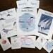 Arctic Tern Mini-study - Etsy