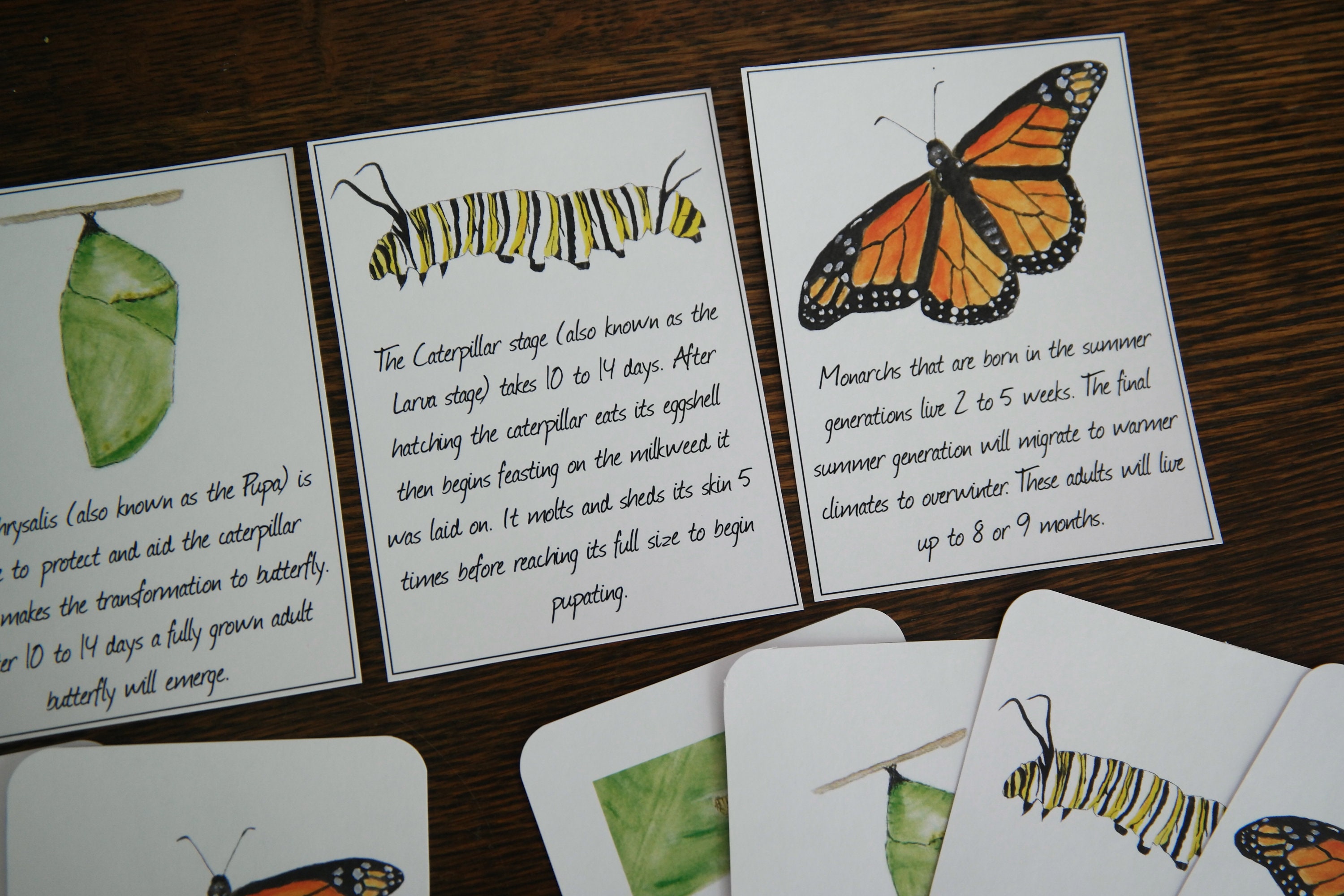 Monarch Butterfly Life Cycle Cards Informational and 3-part - Etsy