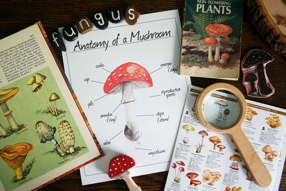 Anatomy of a Mushroom mini-poster and student blank | Etsy