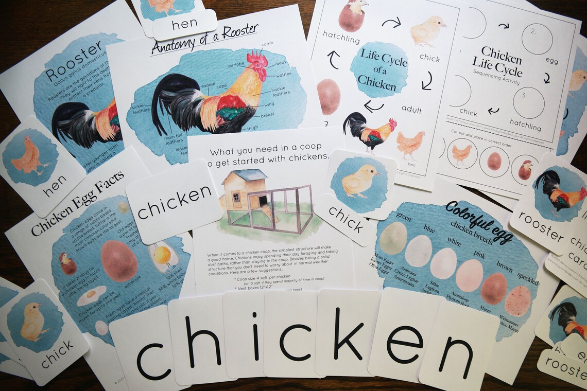 Chicken Study Bundle Nature Study Charlotte Mason Homeschool - Etsy