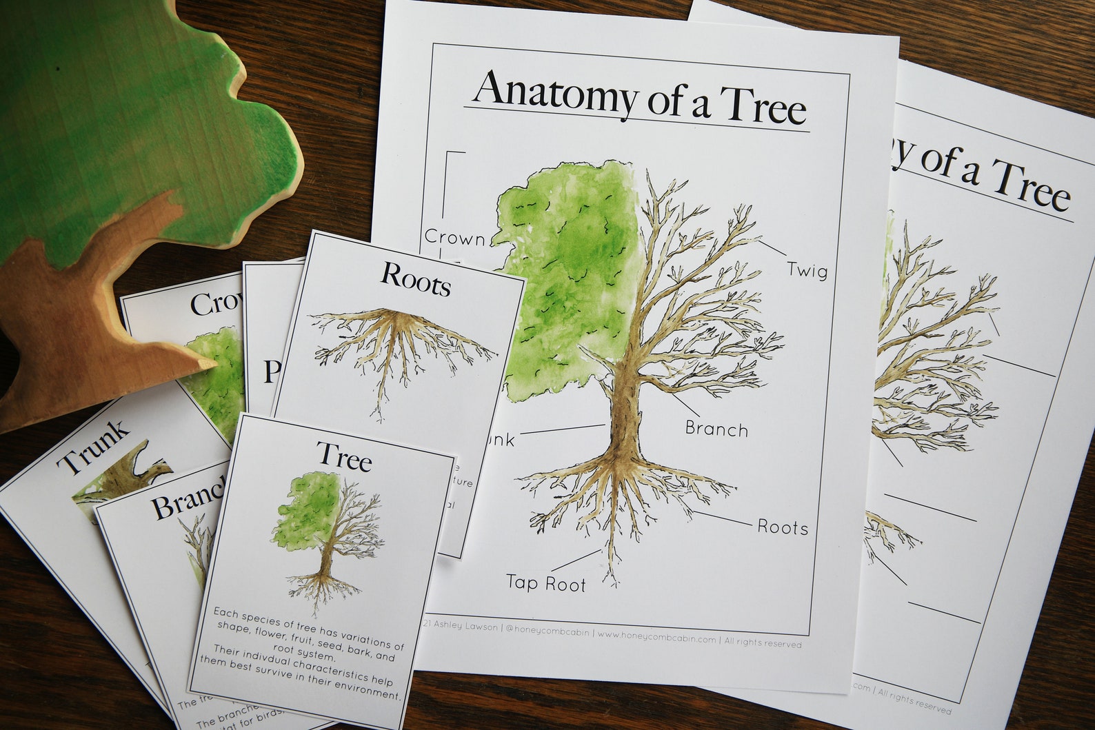 Tree Studies Bundle Nature Study Charlotte Mason - Etsy