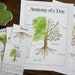 Tree Studies Bundle | Nature Study, Charlotte Mason, Homeschool ...
