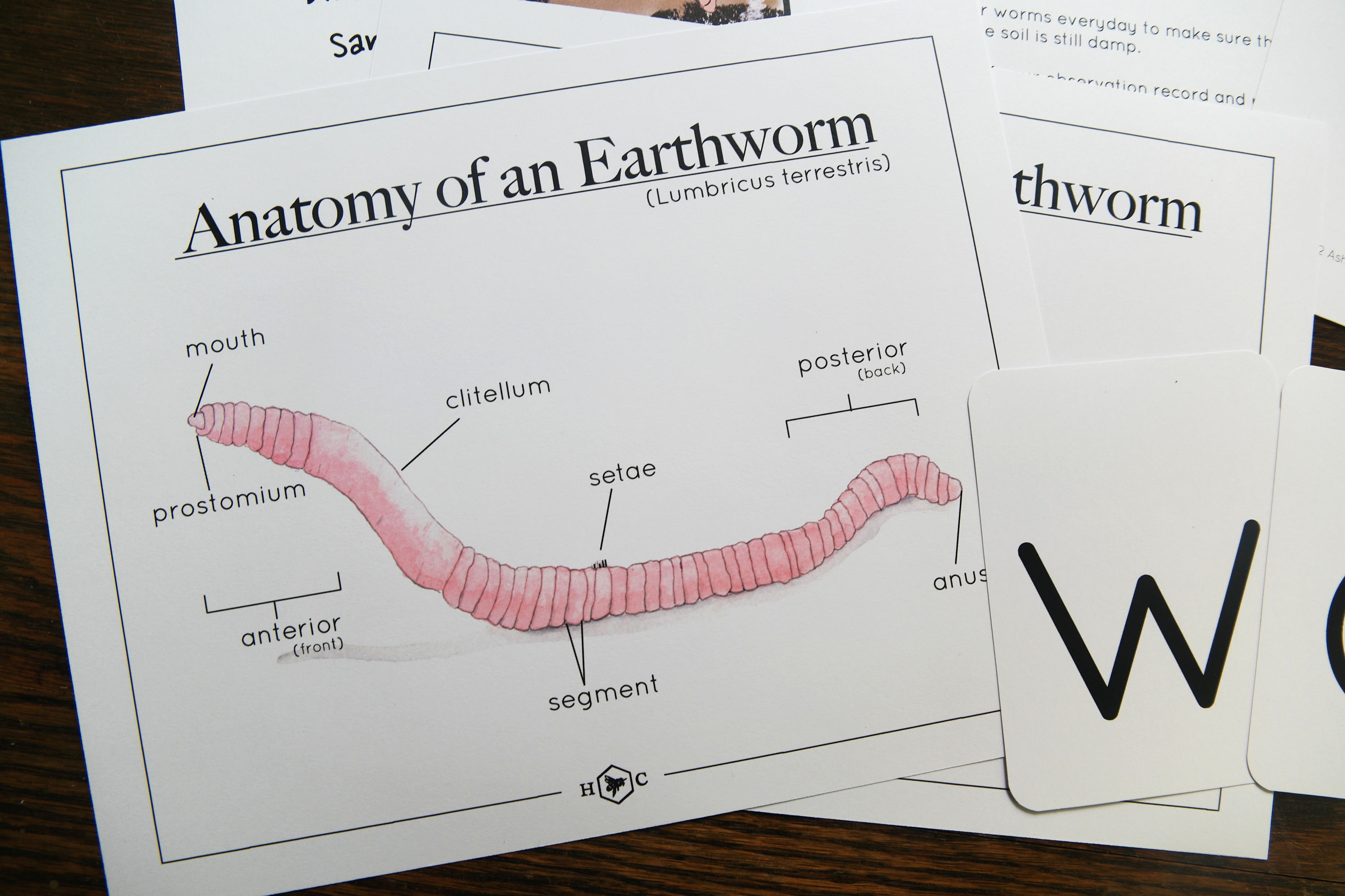 Earthworm Parts Diagram