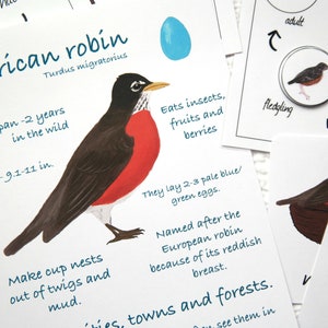 American Robin Mini-bundle - Nature Studies Sequencing Cards, Mini ...