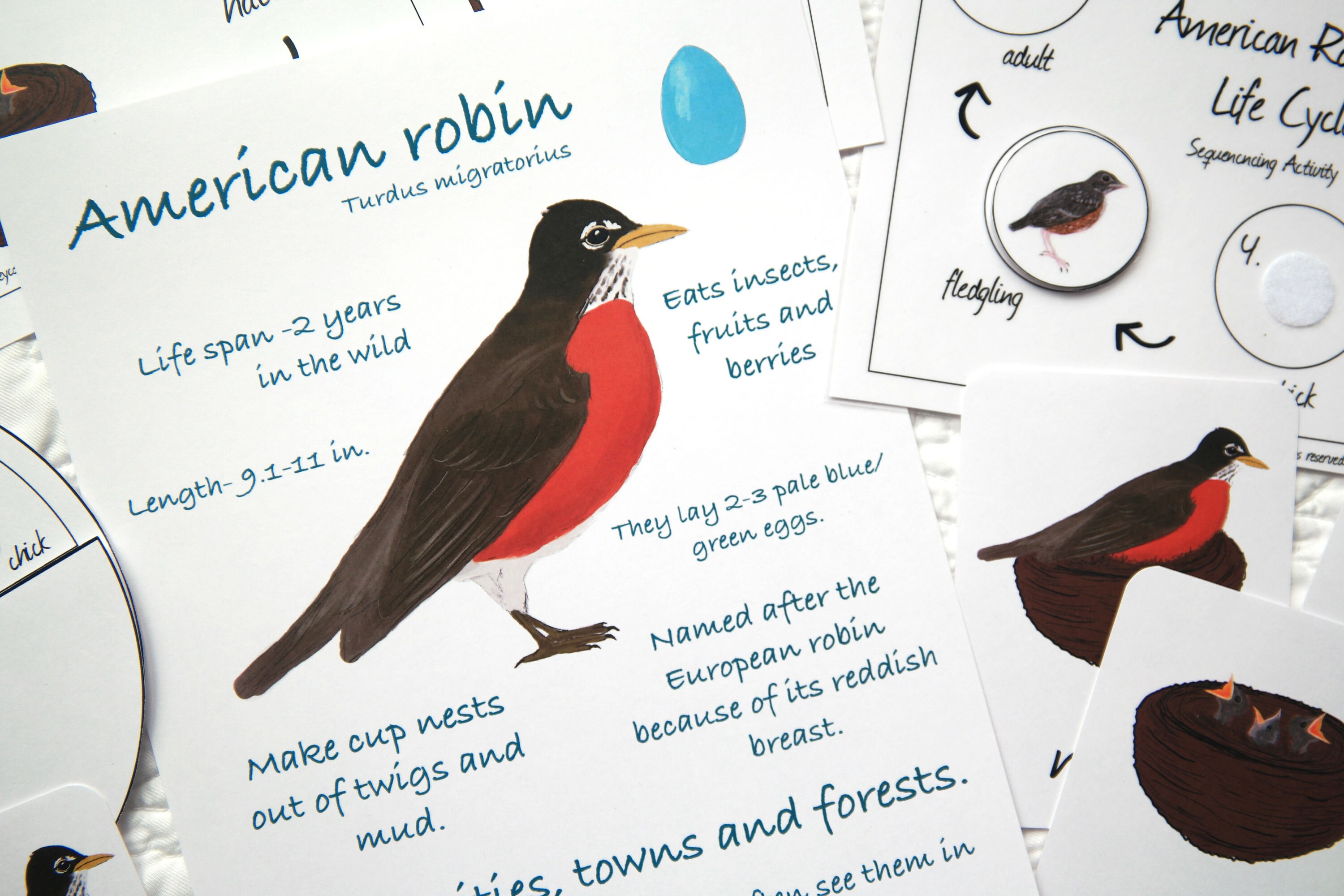 American Robin Mini-bundle - Nature Studies Sequencing Cards, Mini ...