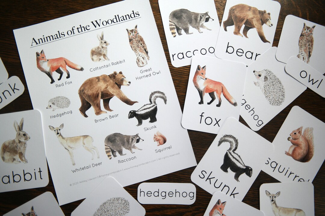 Woodland Animals Mini-poster and 3-part Cards | Charlotte Mason Nature ...