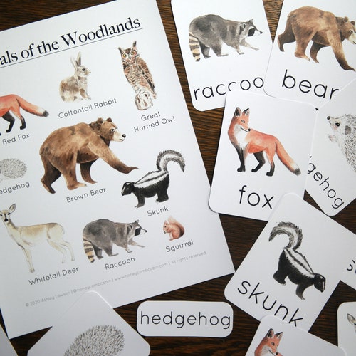 Woodland Animal Tracks Mini-poster and 3-part Cards - Etsy