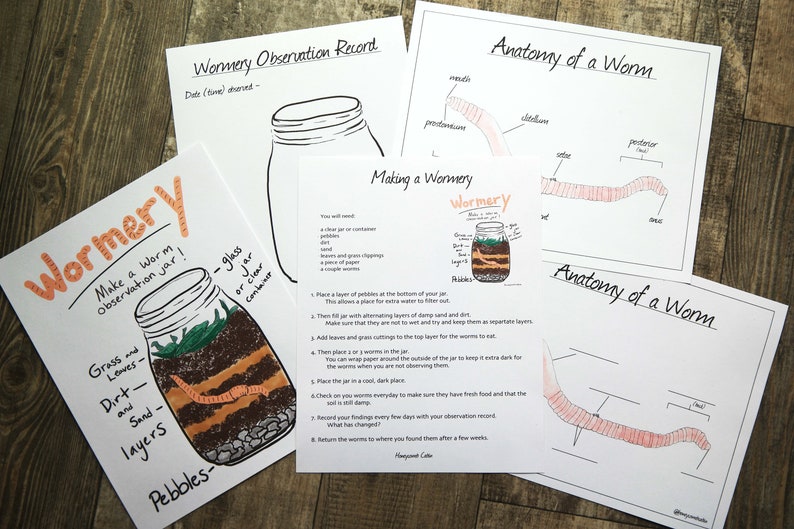 Anatomy of a Worm and Wormery activity and record | Etsy