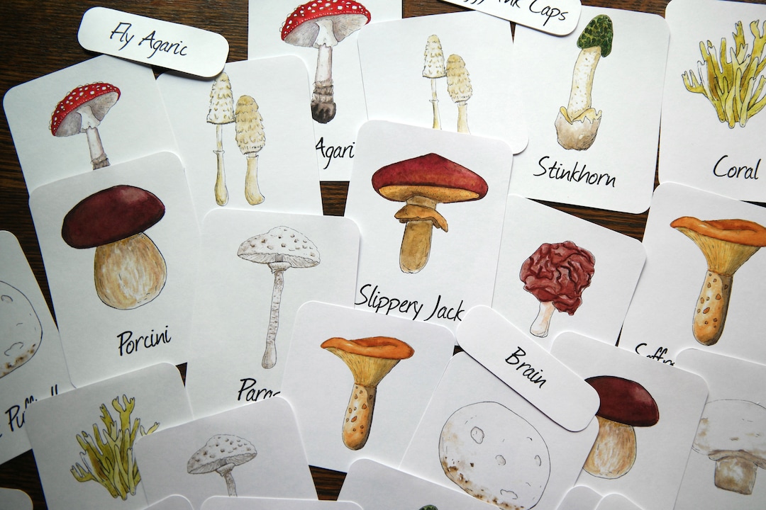 Mushroom 3 Part Cards - 12 Types - Etsy