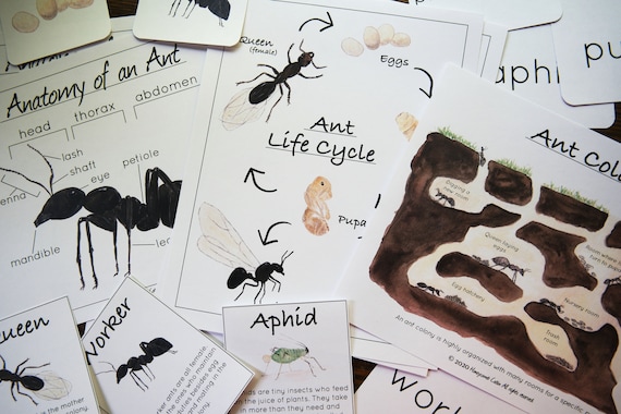 Ant Bundle Charlotte Mason Nature Study Homeschool Printable | Etsy