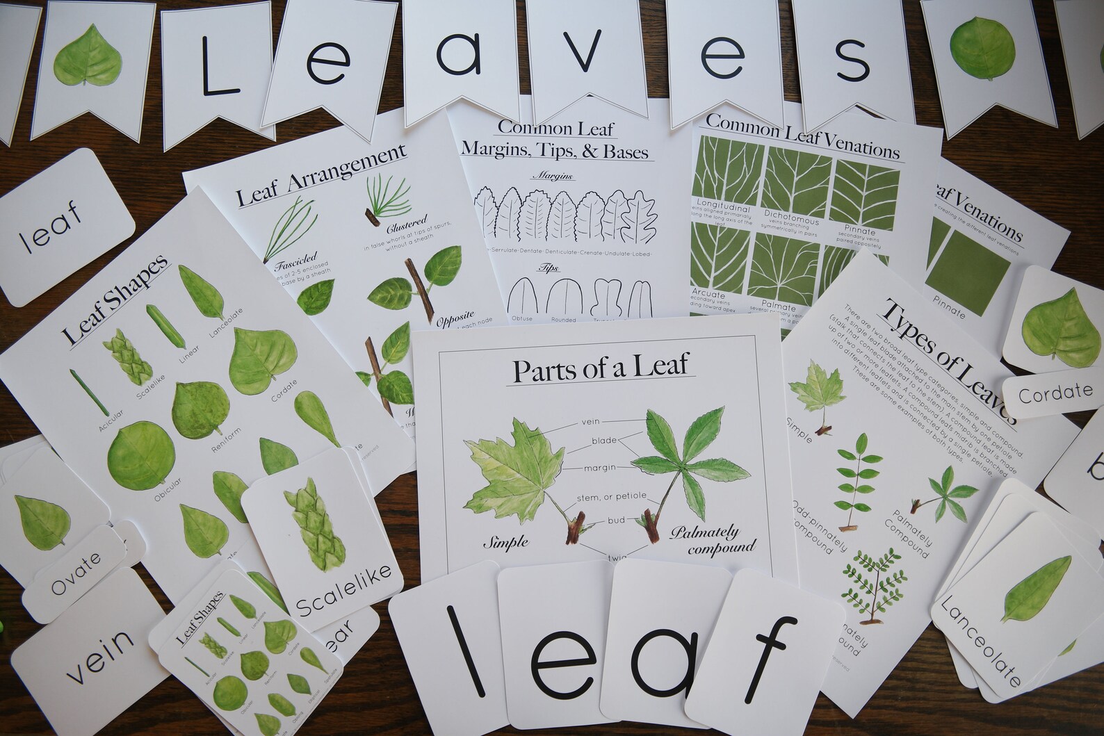 Leaf Bundle - Charlotte Mason Leaves Homeschool Nature Study ...