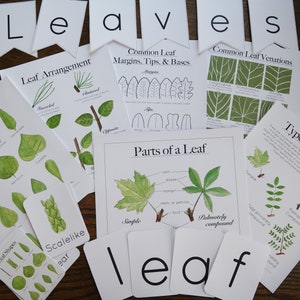 Leaf Bundle - Charlotte Mason Leaves Homeschool Nature Study ...