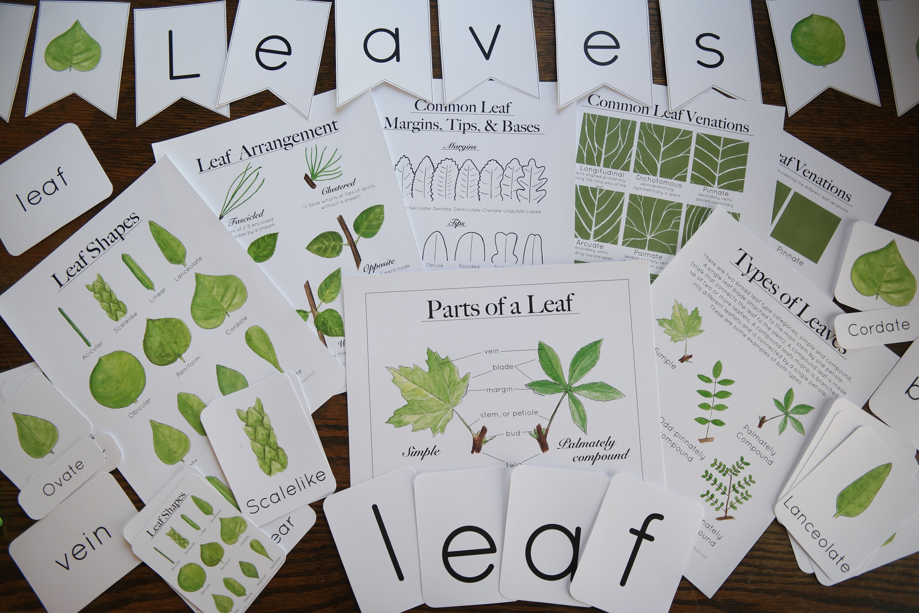 Leaf Bundle Charlotte Mason Leaves Homeschool Nature Study - Etsy