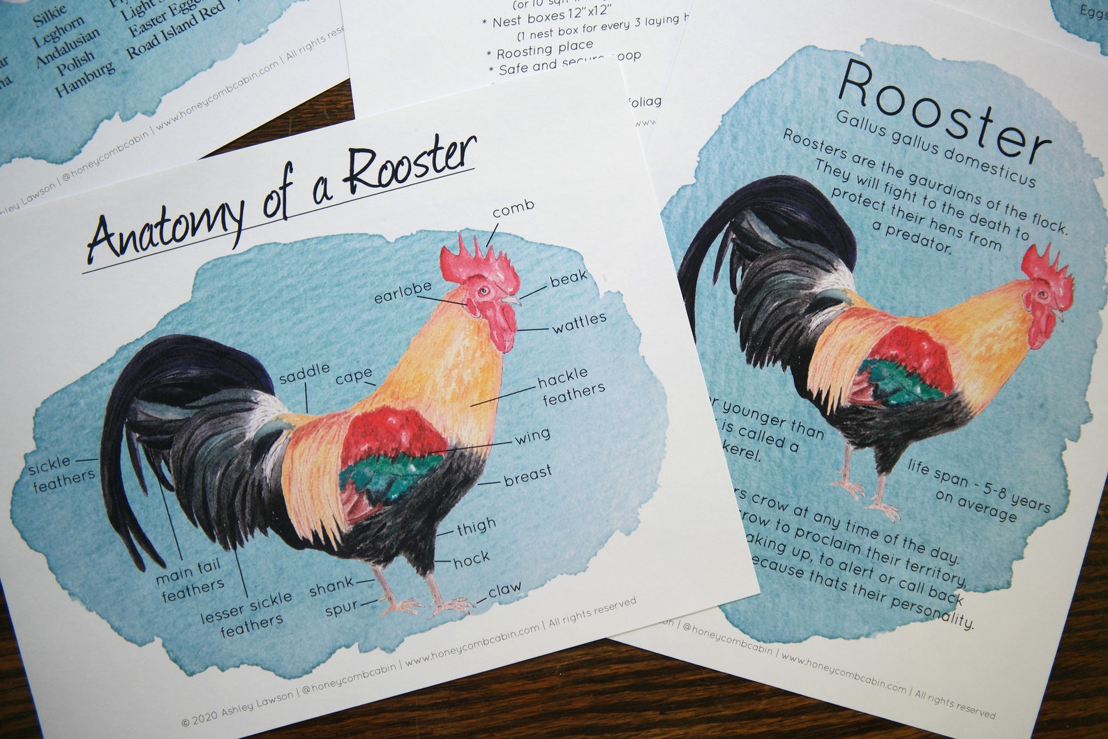 Anatomy of a Rooster and Rooster Facts Mini-poster | Etsy