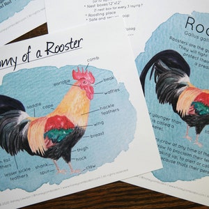 Anatomy of a Rooster and Rooster Facts Mini-poster - Etsy