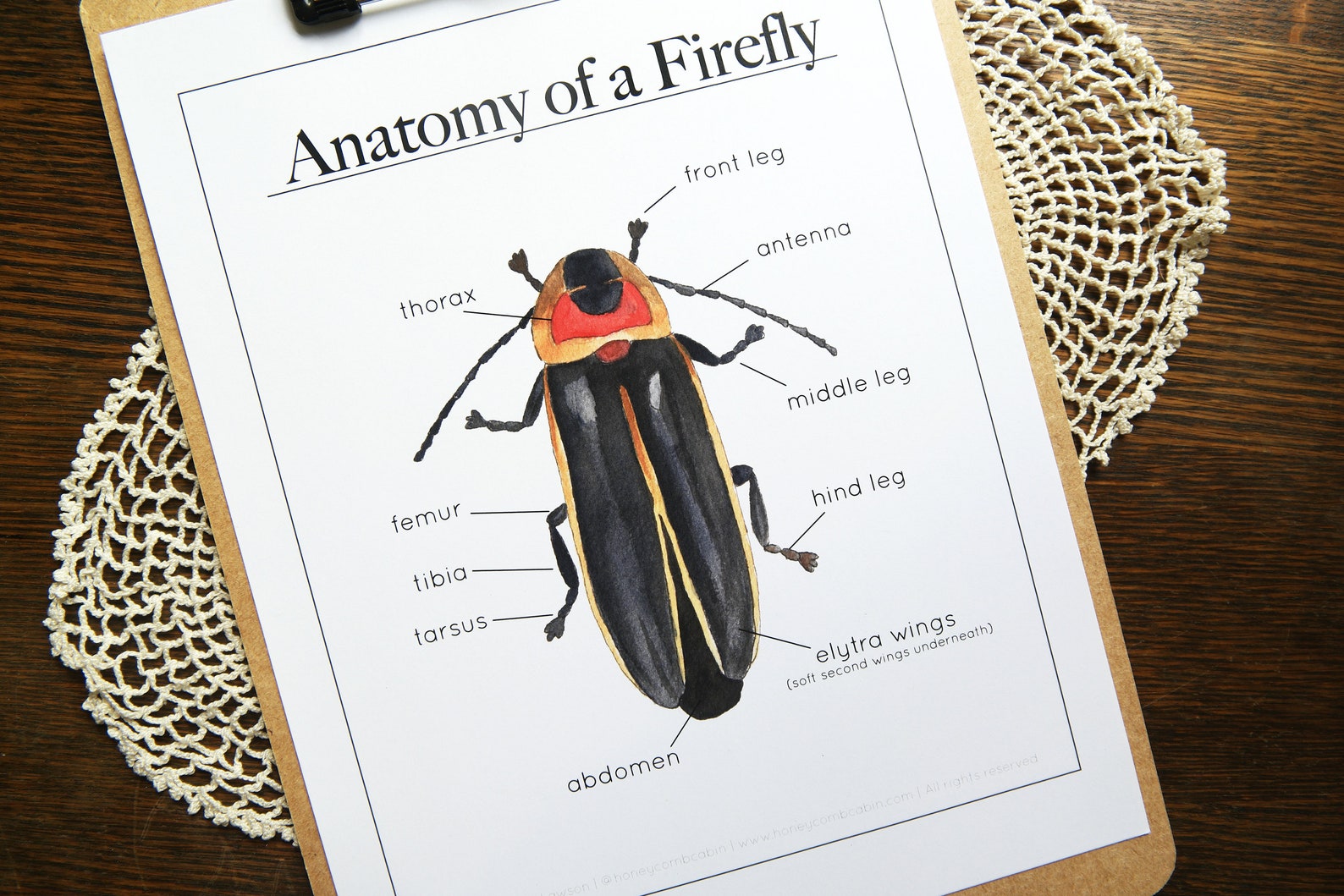 Summer Night Minibeast Bundle Charlotte Mason Nature - Etsy