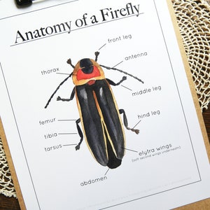 Summer Night Minibeast Bundle | Charlotte Mason Nature Homeschool ...