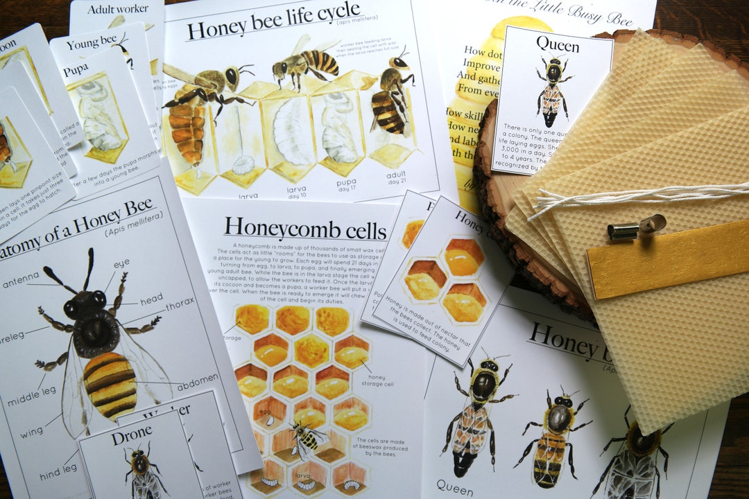 Honey Bee Candle Kit Nature Study, Charlotte Mason, Homeschool ...
