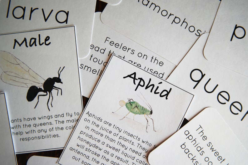 Ant Vocabulary Cards - Etsy