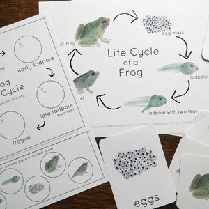 Pond Bundle HARD COPY - Mallard, Koi, Frog Life Cycle | Charlotte Mason ...
