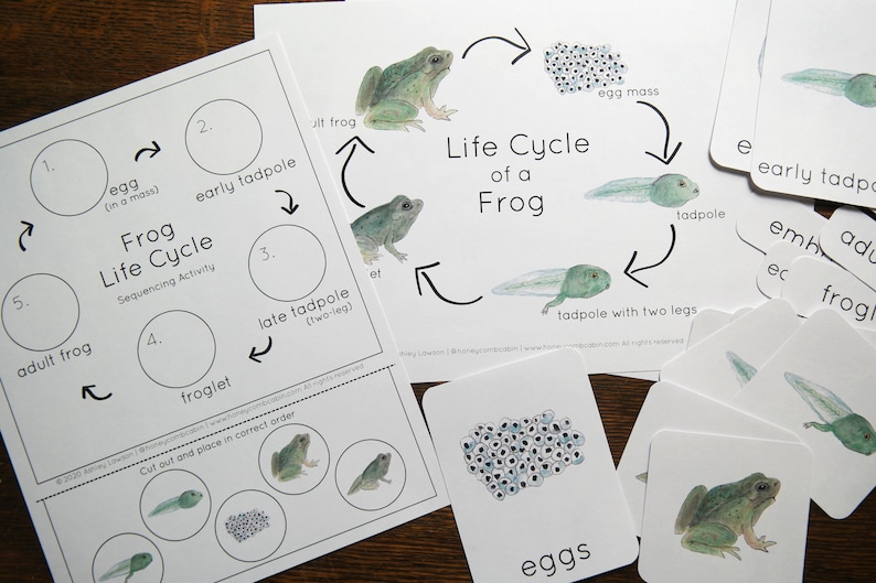Pond Bundle Mallard Koi Frog Life Cycle Charlotte Mason | Etsy