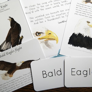 Bald Eagle Educational Mini-unit | Charlotte Mason Bird Nature Study - Etsy