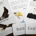 Bald Eagle Educational Mini-unit | Charlotte Mason Bird Nature Study - Etsy
