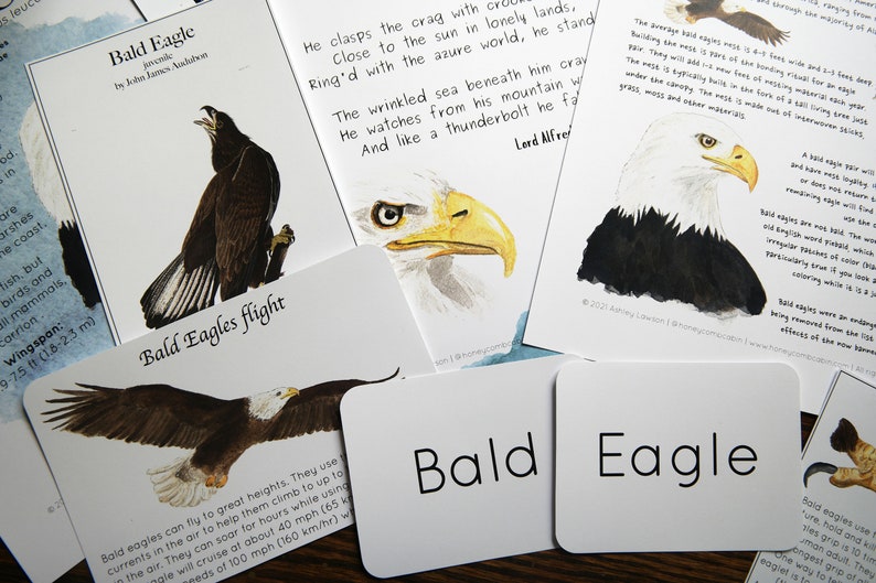 Bald Eagle Educational Mini-unit Charlotte Mason Bird Nature | Etsy