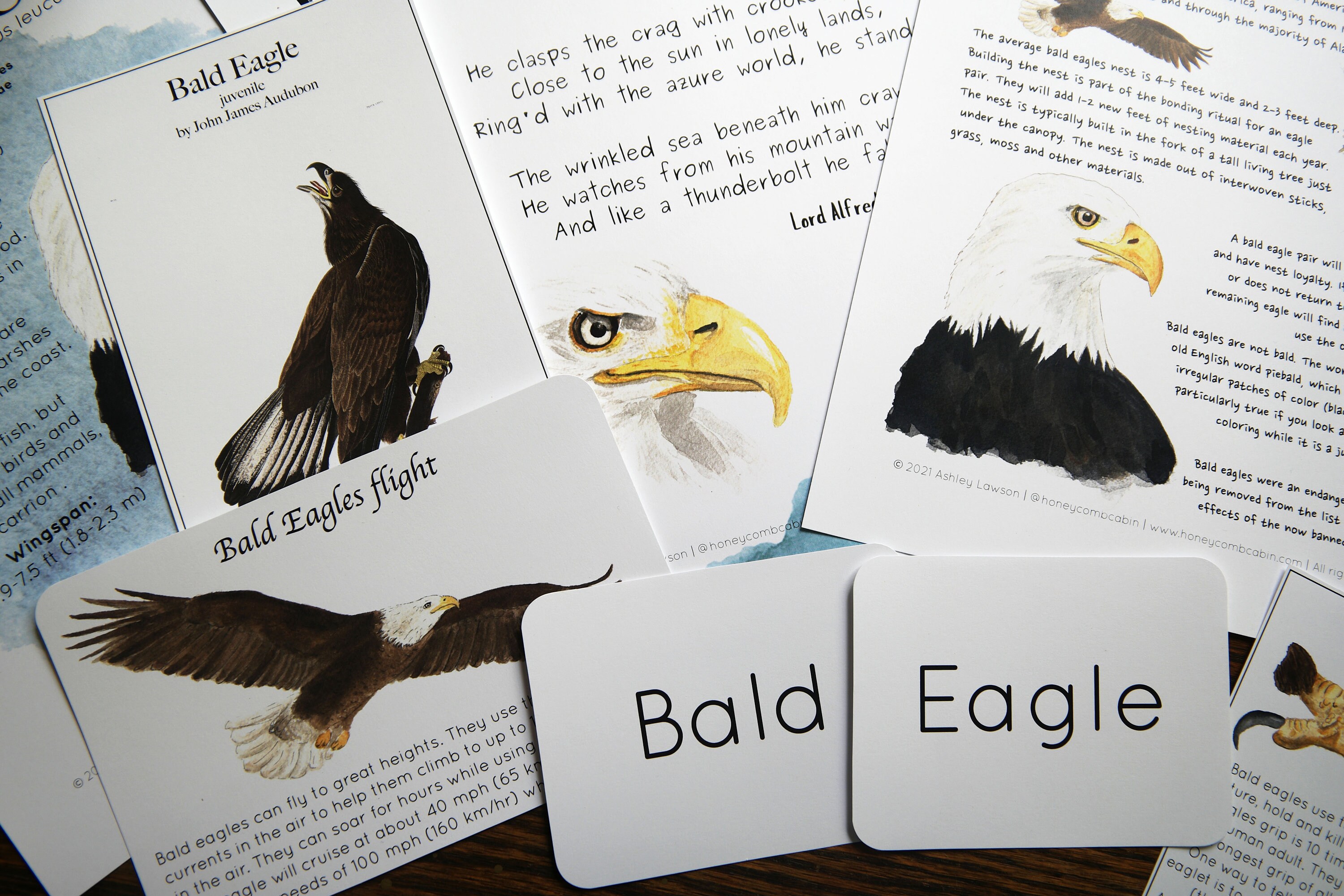 Bald Eagle Educational Mini-unit | Charlotte Mason Bird Nature Study - Etsy