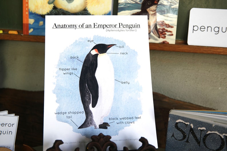Emperor Penguin Anatomy Polar Educational Printable - Etsy
