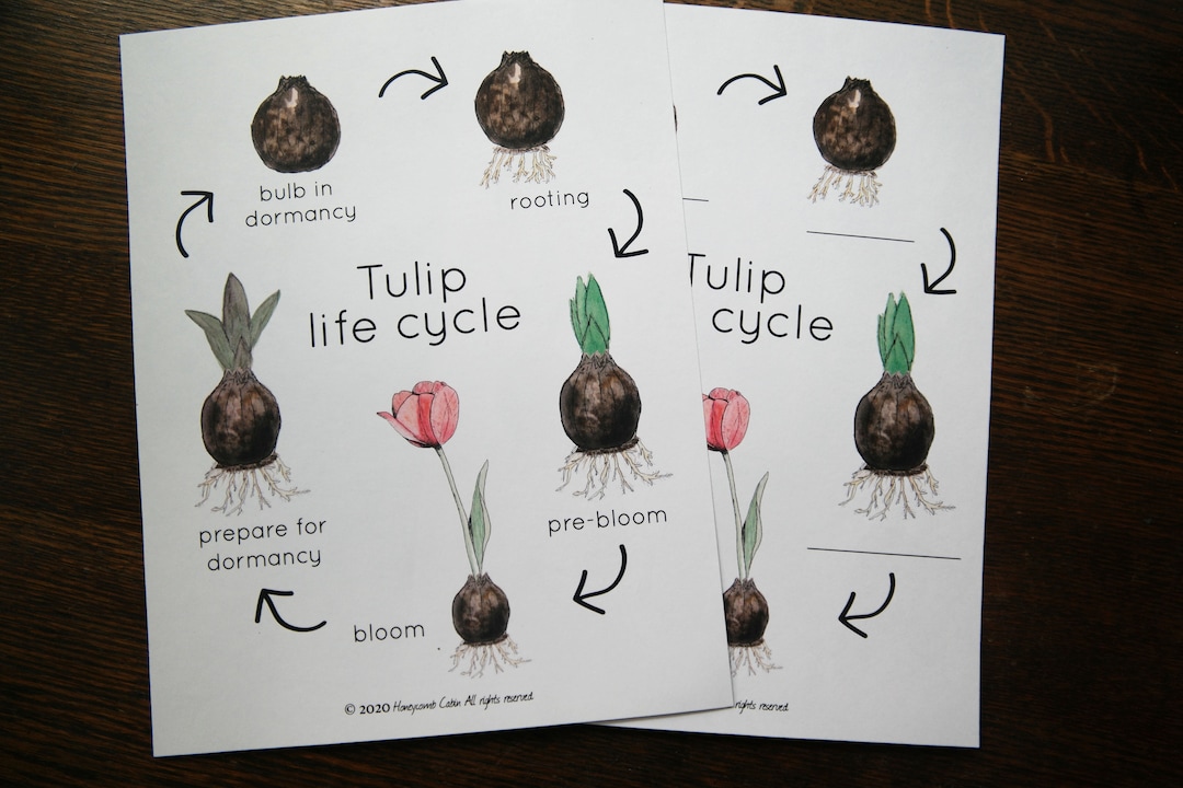 Tulip Life Cycle and 3-part Cards | Charlotte Mason Nature Study ...