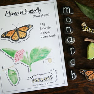 Butterfly Bundle | Charlotte Mason Nature Study Homeschool Printable ...