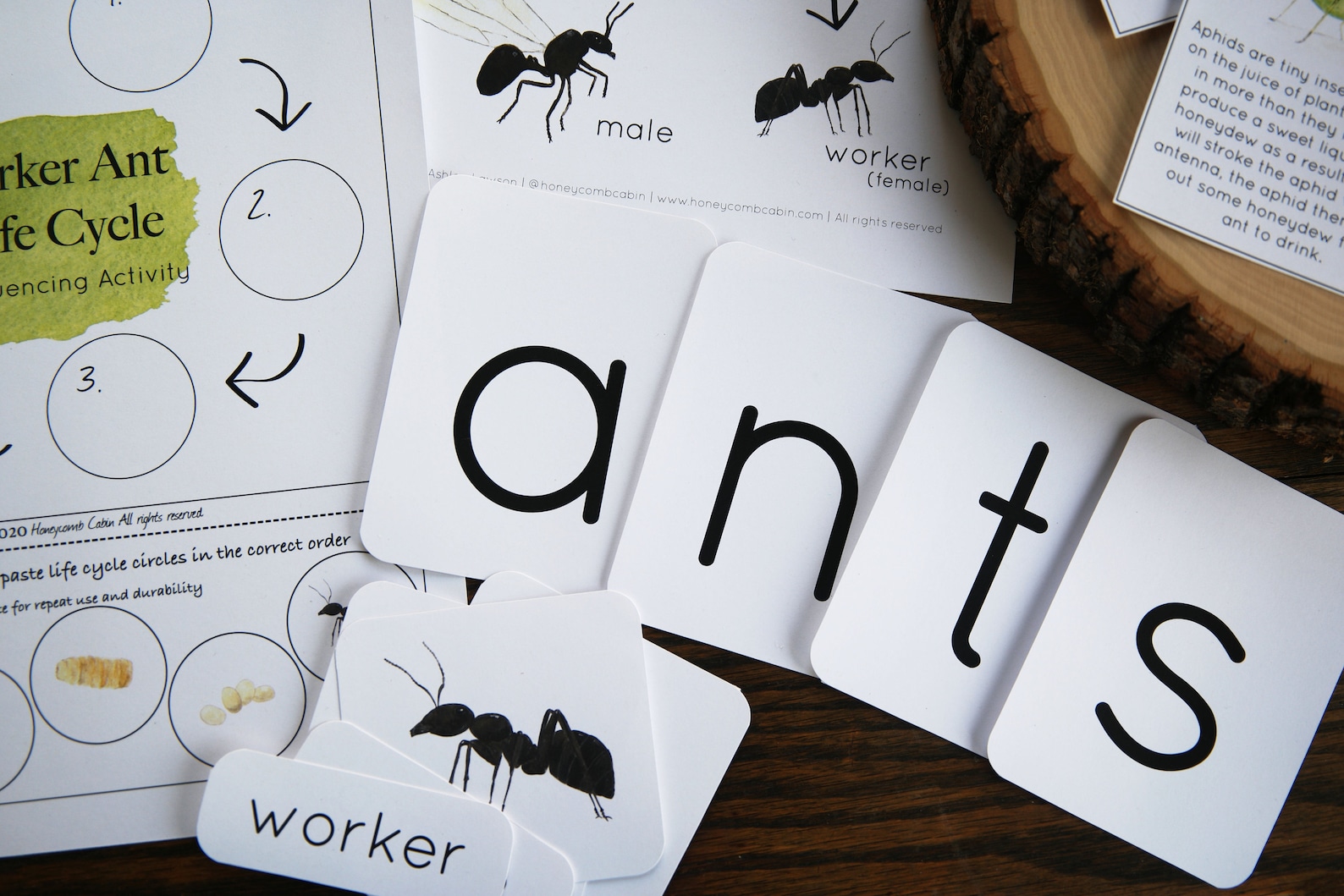 Ant Bundle Charlotte Mason Nature Study Homeschool Printable - Etsy