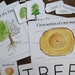 Tree Studies Bundle | Nature Study, Charlotte Mason, Homeschool ...