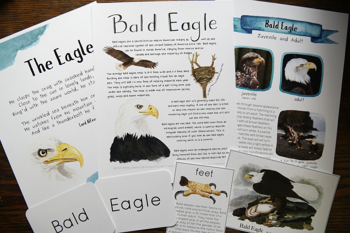 Bald Eagle Educational Mini-unit Charlotte Mason Bird Nature | Etsy