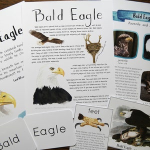 Bald Eagle Educational Mini-unit | Charlotte Mason Bird Nature Study - Etsy