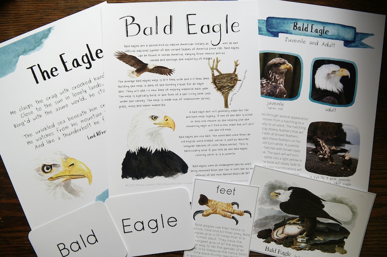 Bald Eagle Educational Mini-unit Charlotte Mason Bird Nature | Etsy